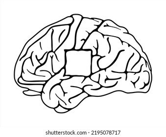 Human Brain Place Your Message Stock Vector (Royalty Free) 2195078717 ...