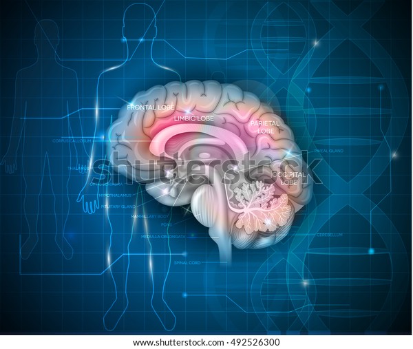 Human Brain Research Abstract Scientific Background Stock Vector ...