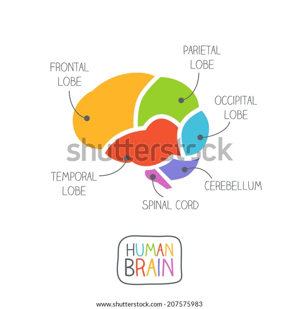 Human Brain Section Illustration Stock Vector (Royalty Free) 207575983