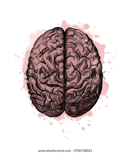 Human Brain Splash Watercolor Colored Drawing Stock Vector (Royalty ...