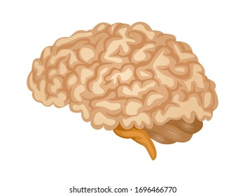 Human Brain Symbol Brain Anatomy Side Stock Vector (Royalty Free ...
