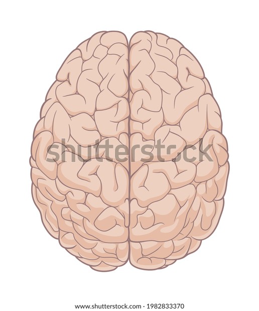 Human Brain Top View Medical Infographic 库存矢量图（免版税）1982833370 ...