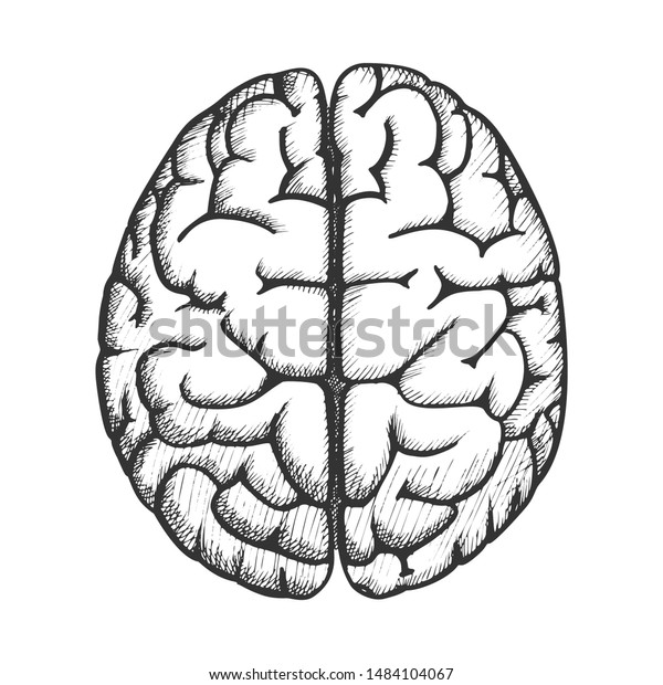 Human Brain Top View Vintage Vector Stok Vektör (Telifsiz) 1484104067 ...