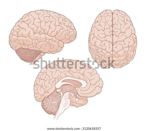 Human Brain Vector Illustration Top View Stock Vector (Royalty Free ...