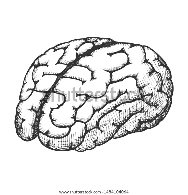 Human Brain Vector Medical Anatomy Brain Stock Vector (Royalty Free ...