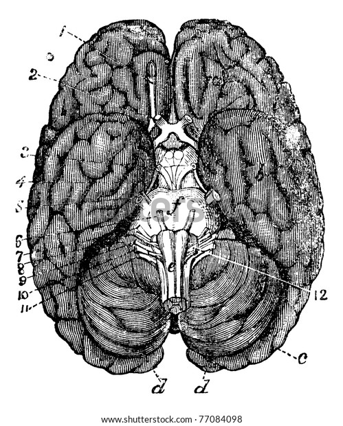 Human Brain Vintage Engraving Old Engraved Stock Vector (Royalty Free ...