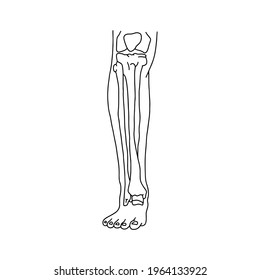 Vektor Stok Human Calf Skeleton Front View Human (Tanpa Royalti ...