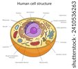 12+ Thousand Cytoplasm Royalty-Free Images, Stock Photos & Pictures ...