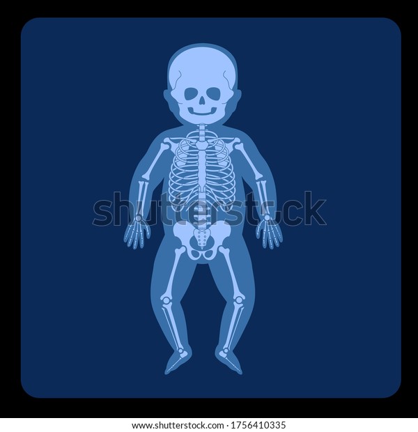 Human Child Skeleton Anatomy Front On Stock Vector (Royalty Free ...