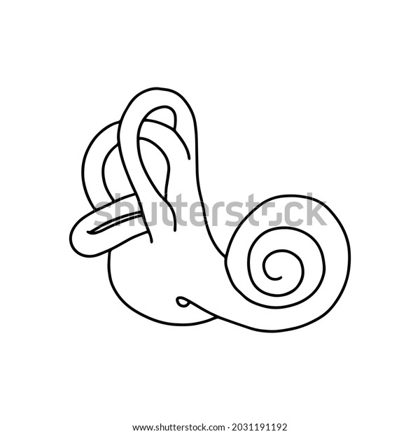 Human Cochlea Anatomy Structure Inner Ear Stock Vector (Royalty Free ...