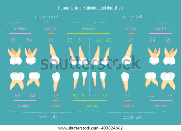 Human Tooth Numbering System