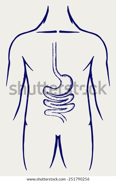 Human Digestive System Doodle Style Stock Vector (Royalty Free ...
