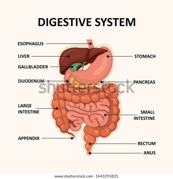 Human Digestive System Gi Tract Organs Stock Vector (Royalty Free ...