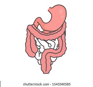 Human Digestive System On White Background Stock Vector (Royalty Free ...