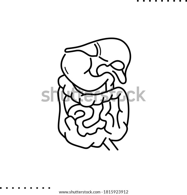 Human Digestive System Stomach Liver Intestines Stock Vector (Royalty ...