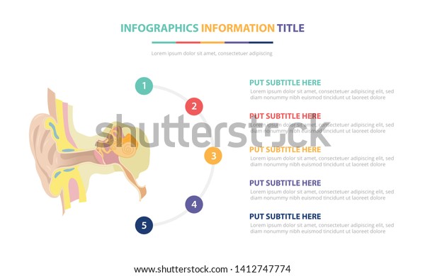 Human Ear Anatomy Infographic Template Concept Stock Vector (Royalty ...