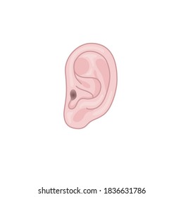 Human Ear Anatomy Vector Illustration Stock Vector (Royalty Free ...