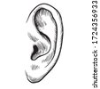 Human Ear Anatomy Photos and Images | Shutterstock