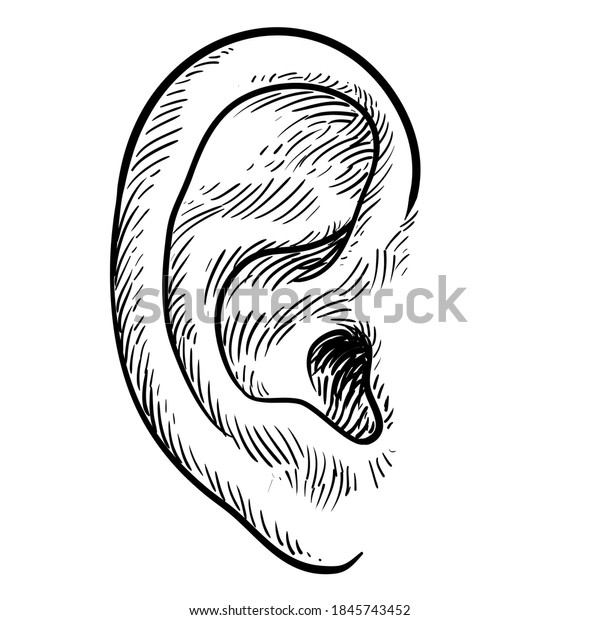 Human Ear Engraved Stylehand Drawn Visual Stock Vector (Royalty Free ...