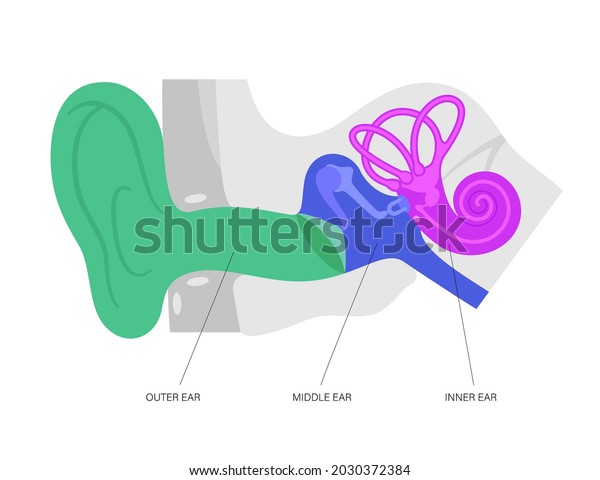 Diagrama anatómico de la estructura del oído humano. Concepto de ...