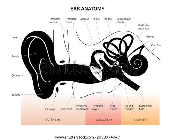 Human ear structure anatomical diagram. Outer, middle and inner ear ... Human ear structure anatomical diagram. Outer, middle and inner ear ...