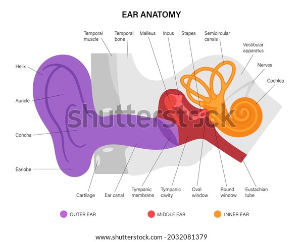 Anatomisches Diagramm der menschlichen Ohrstruktur. Äußeres,: Stock ...