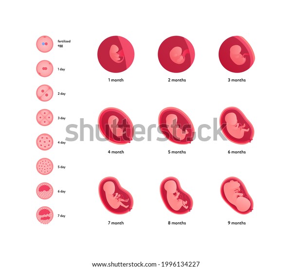 Vektor Stok Human Embryo Development Health Care Infographic (Tanpa ...