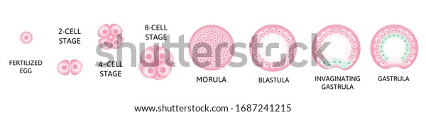 Human Embryonic Development Human Embryogenesis Zygote Stock Vector ...