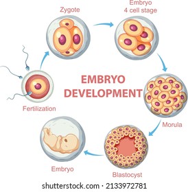 Embryon Images, Stock Photos & Vectors | Shutterstock