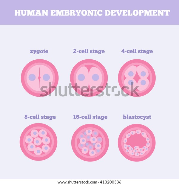 Human Embryonic Development Medical Vector Illustration Stock Vector ...