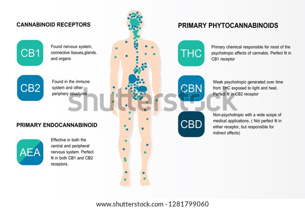 Human Endocannabinoid System Cannabinoid Receptors Infographic 스톡 벡터 ...