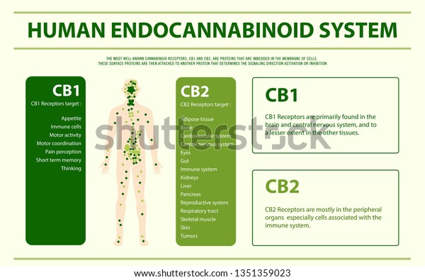 Human Endocannabinoid System Endocannabinoid System Horizontal Stock ...