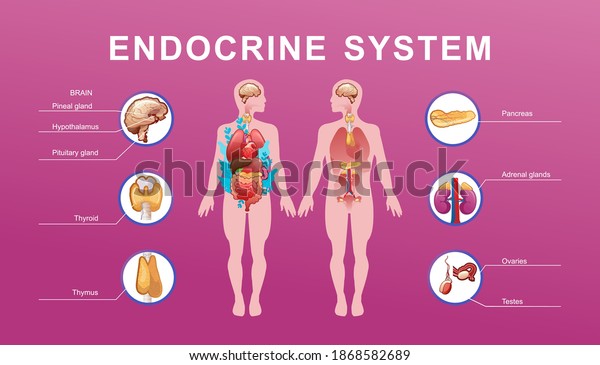 Human endocrine system, glands and their location in the body ...