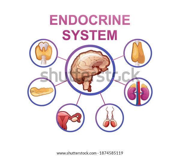 Human Endocrine System Glands Their Location Stock Vector (Royalty Free ...