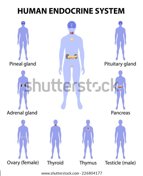 Système endocrinien humain. Silhouette humaine aux : image vectorielle ...