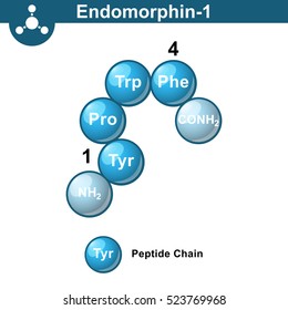 Human Endomorphin 1 Chemical Structure Endogenous Stock Vector (Royalty ...