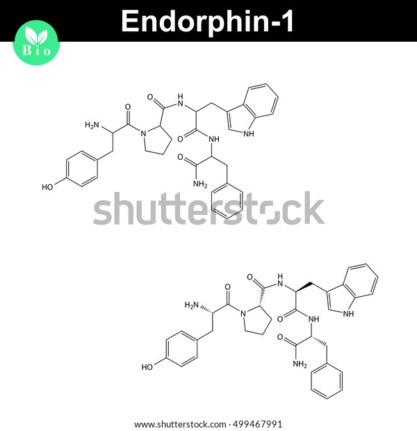Human Endomorphin 1 Chemical Structure Endogenous Stock Vector (Royalty ...