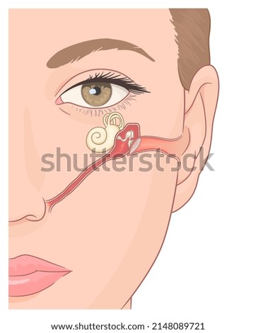 Eardrum Drawing | Free download on ClipArtMag