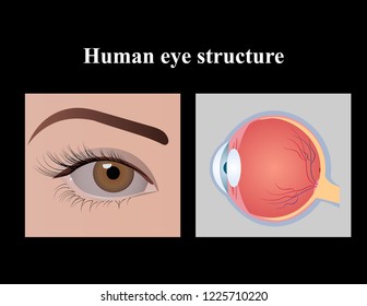 39 Fovea centralis Images, Stock Photos & Vectors | Shutterstock