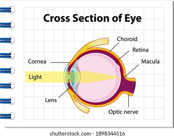 Human Eye Anatomy Cross Section Eye Stock Vector (Royalty Free ...