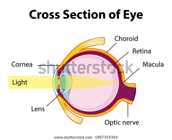 Human Eye Anatomy Cross Section Eye: เวกเตอร์สต็อก (ปลอดค่าลิขสิทธิ์ ...