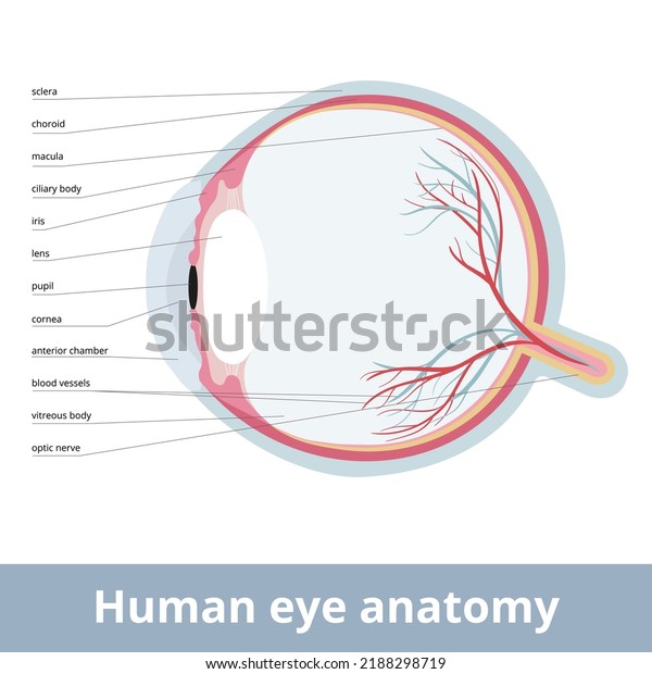 Human Eye Anatomy Crosssection Human Eye: เวกเตอร์สต็อก (ปลอดค่า ...