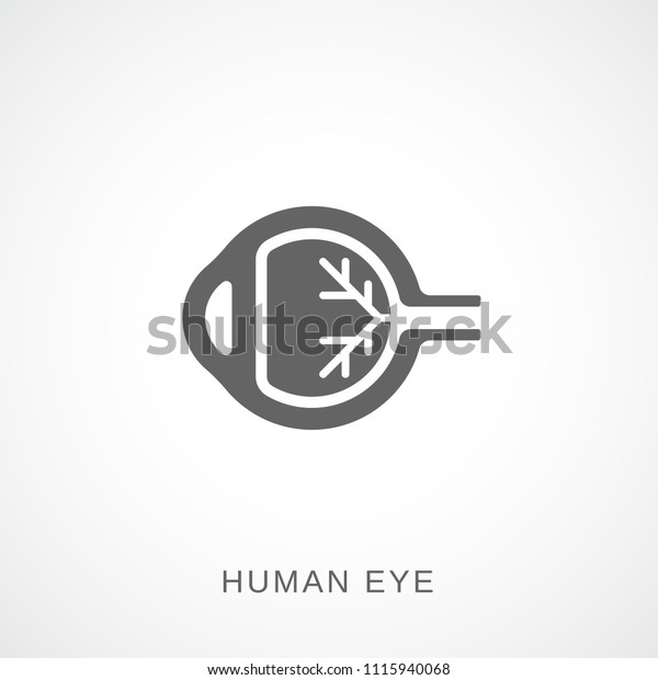 Human Eye Anatomy Icon Vector Flat: vector de stock (libre de regalías ...
