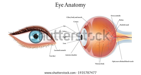 4,534 Eye ball anatomy 图片、库存照片和矢量图 | Shutterstock