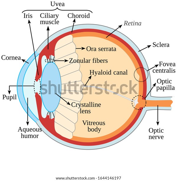 Human Eye Anatomy Vector Illustration Stock Vector (Royalty Free ...