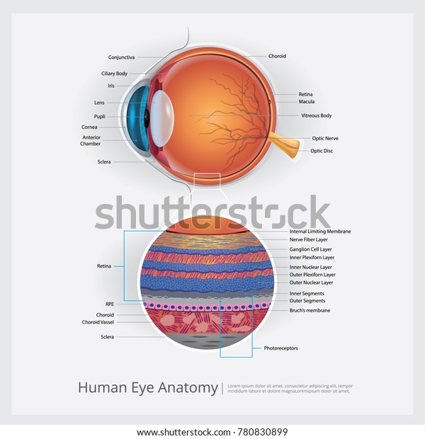 Human Eye Anatomy Vector Illustration: Vector có sẵn (miễn phí bản ...