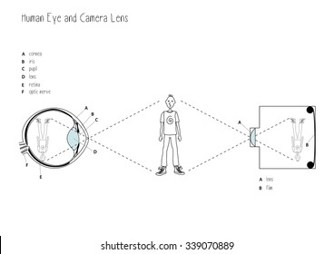 Human Eye Camera Lens Illustration Comparing: เวกเตอร์สต็อก (ปลอดค่า ...