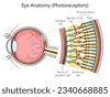 Best Eye Side View Royalty-Free Images, Stock Photos & Pictures ...