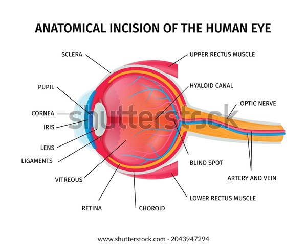 Human Eyeball Anatomy Infographics Incision Detailed Stock Vector ...
