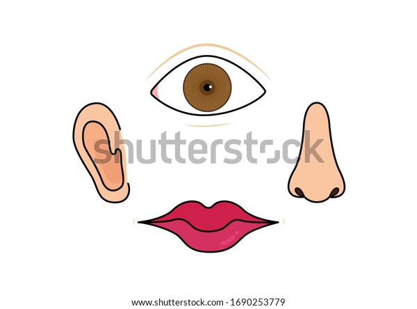 Human Face Anatomy Organs On White Stock Vector (Royalty Free ...